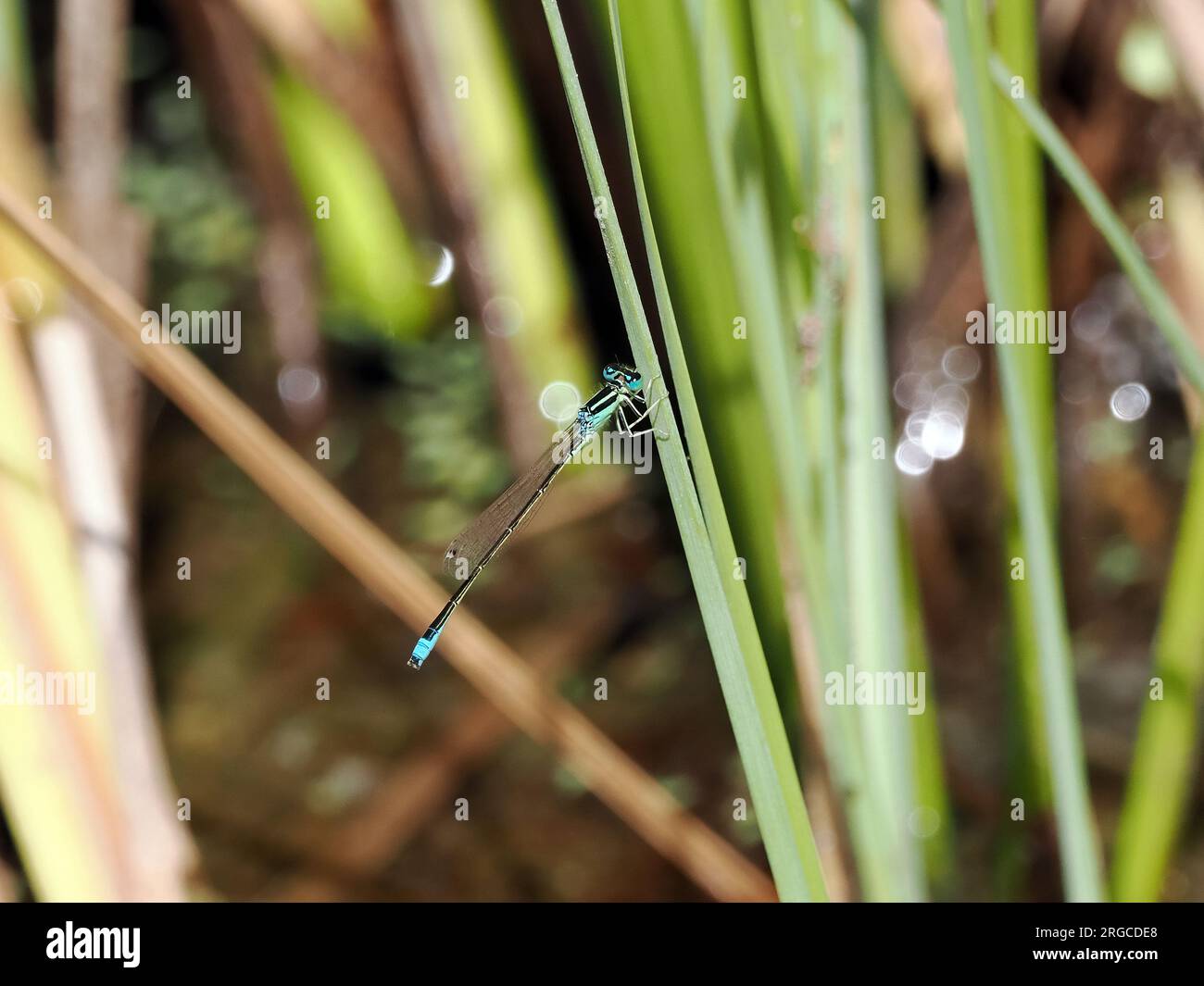 Scarce blue-tailed damselfly, Kleine Pechlibelle, agrion nain, Ischnura ...