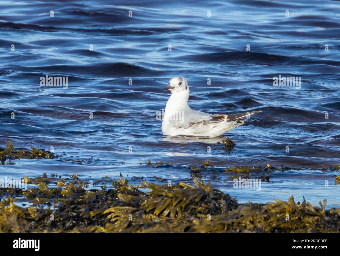 Little gull, small whiter gull rare to see close up in the sea Stock ...