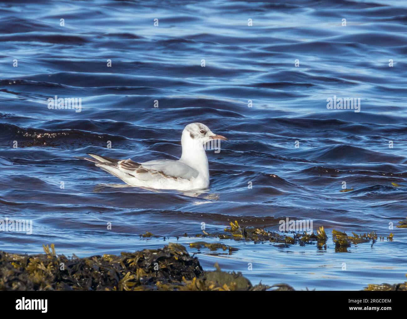 Little gull, small whiter gull rare to see close up in the sea Stock ...
