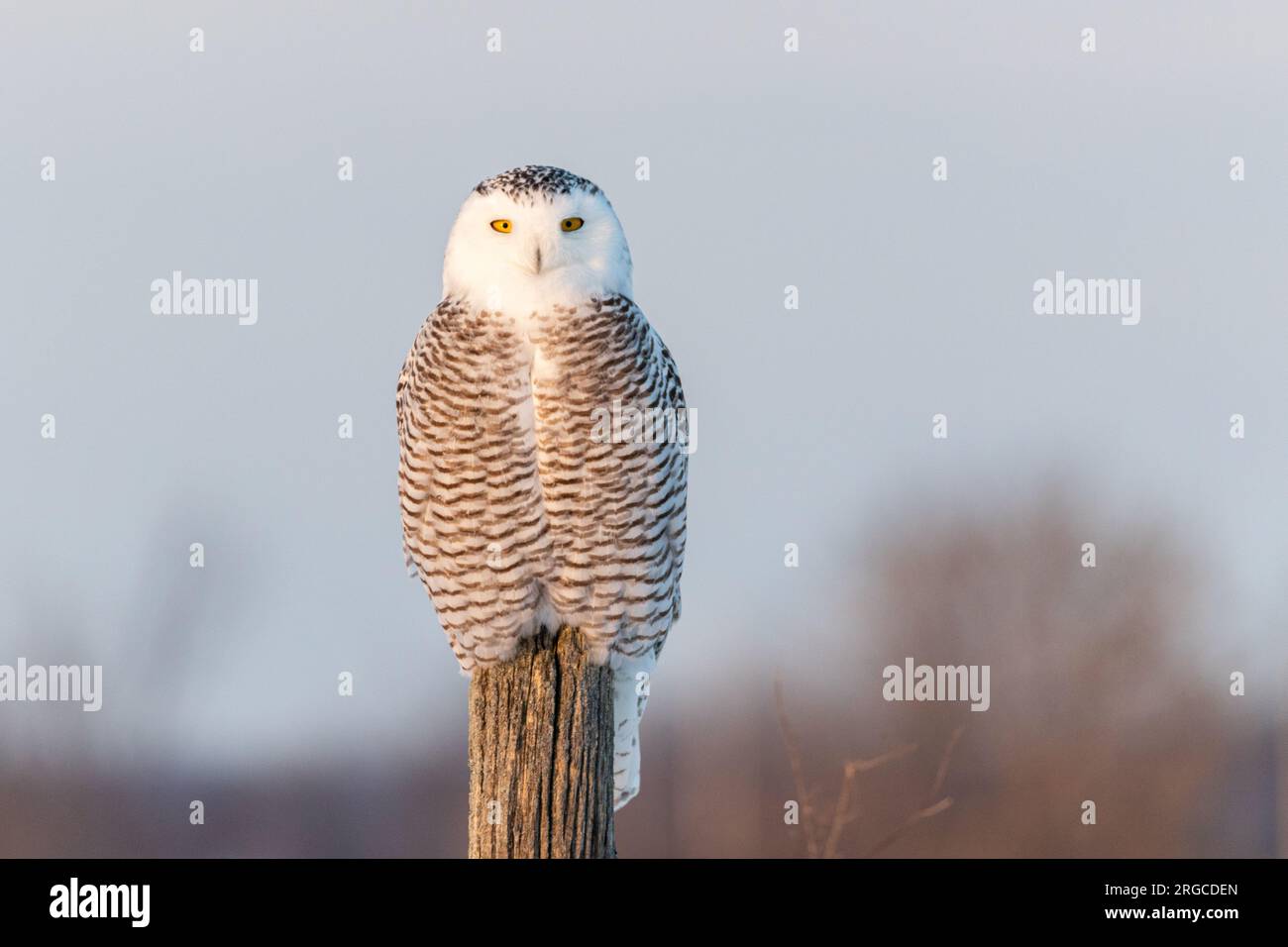 Golden hour owl hi-res stock photography and images - Alamy