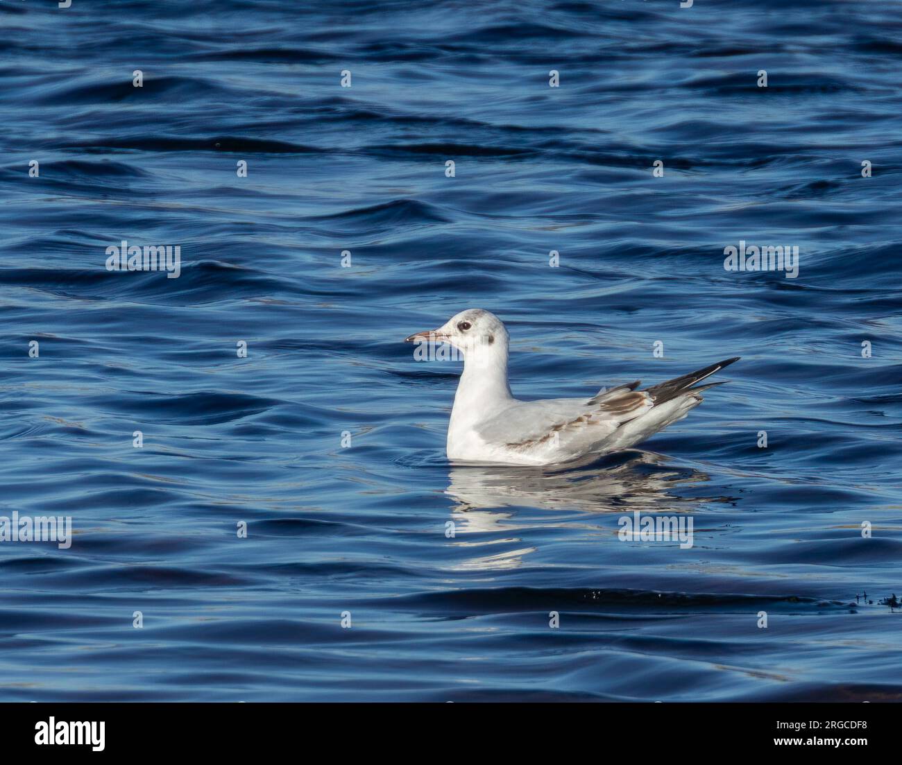 Little gull, small whiter gull rare to see close up in the sea Stock ...