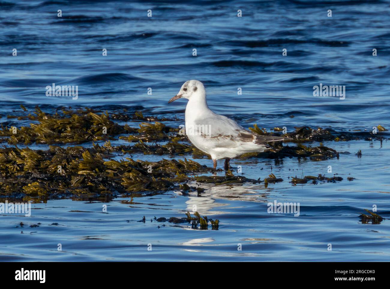 Little gull, small whiter gull rare to see close up in the sea Stock ...