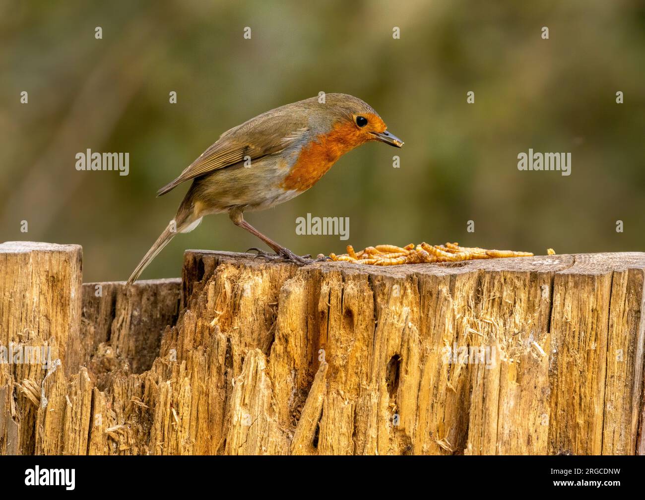 Robin redbreast bird with a pile of mealworms on a tree stump Stock ...