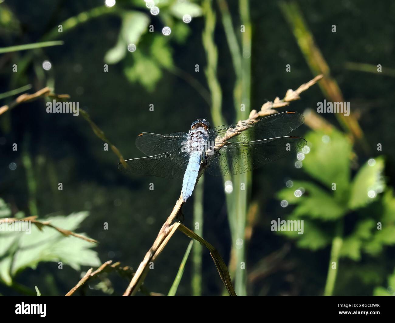Pataki szitakoto hi-res stock photography and images - Alamy