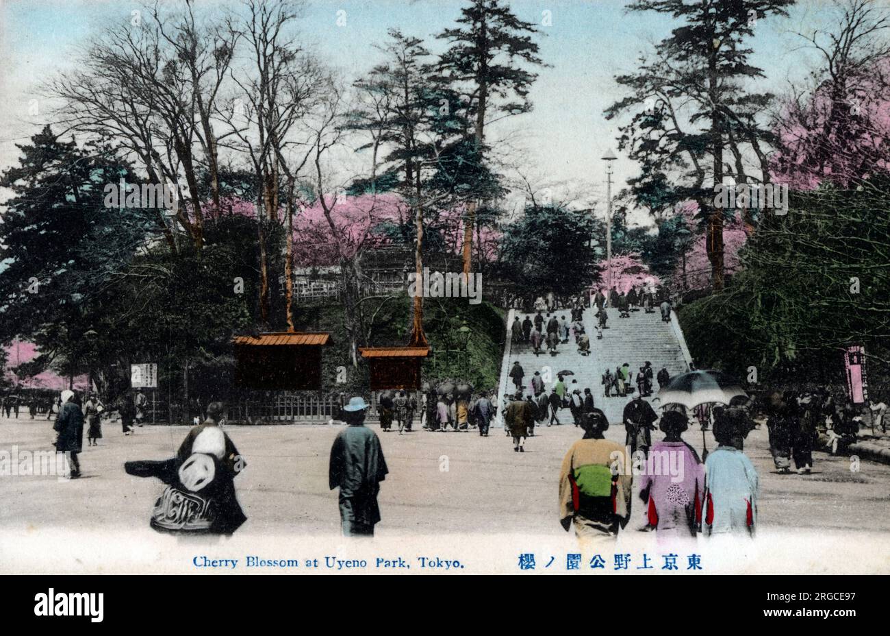 Cherry Blossom at Ueno Park,a spacious public park in the Ueno district ...