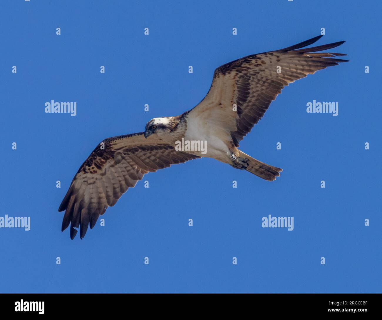 Osprey in flight with bright blue sky background Stock Photo - Alamy