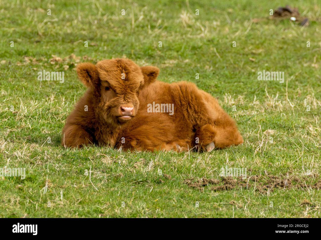 Baby highland cow hi-res stock photography and images - Alamy