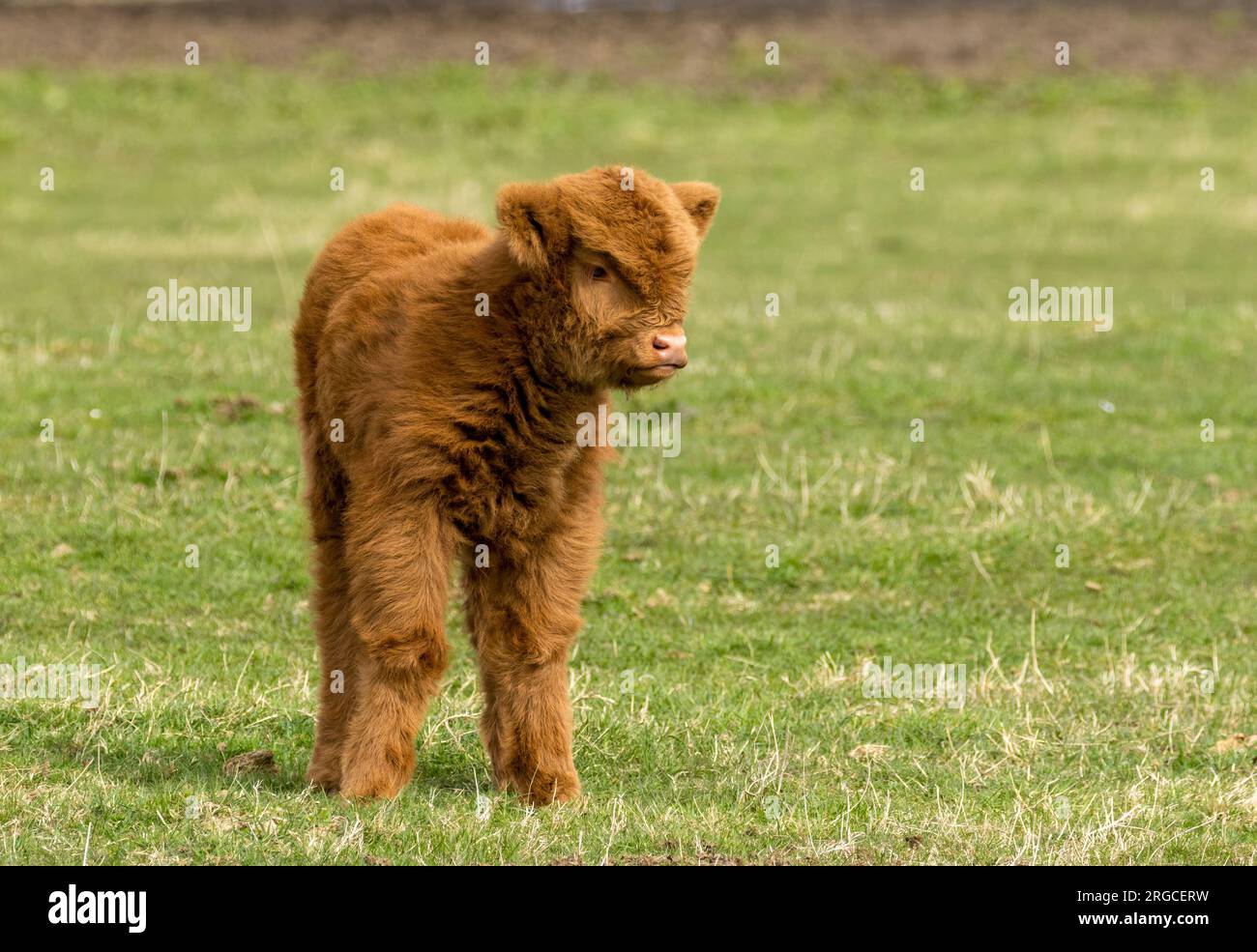 Baby highland cow hi-res stock photography and images - Alamy