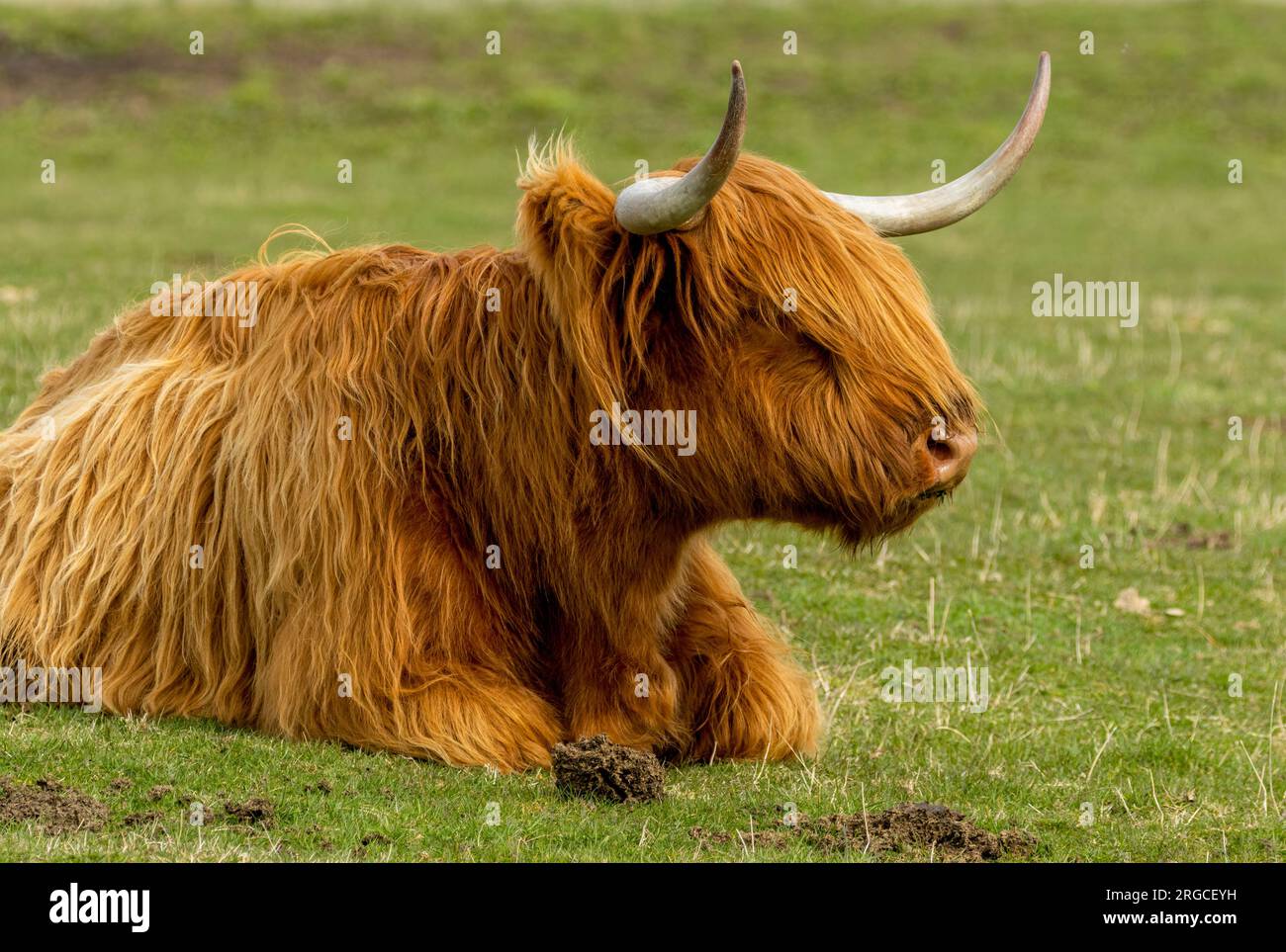 Brown hairy scottish highland cow with big horns in a field Stock Photo ...