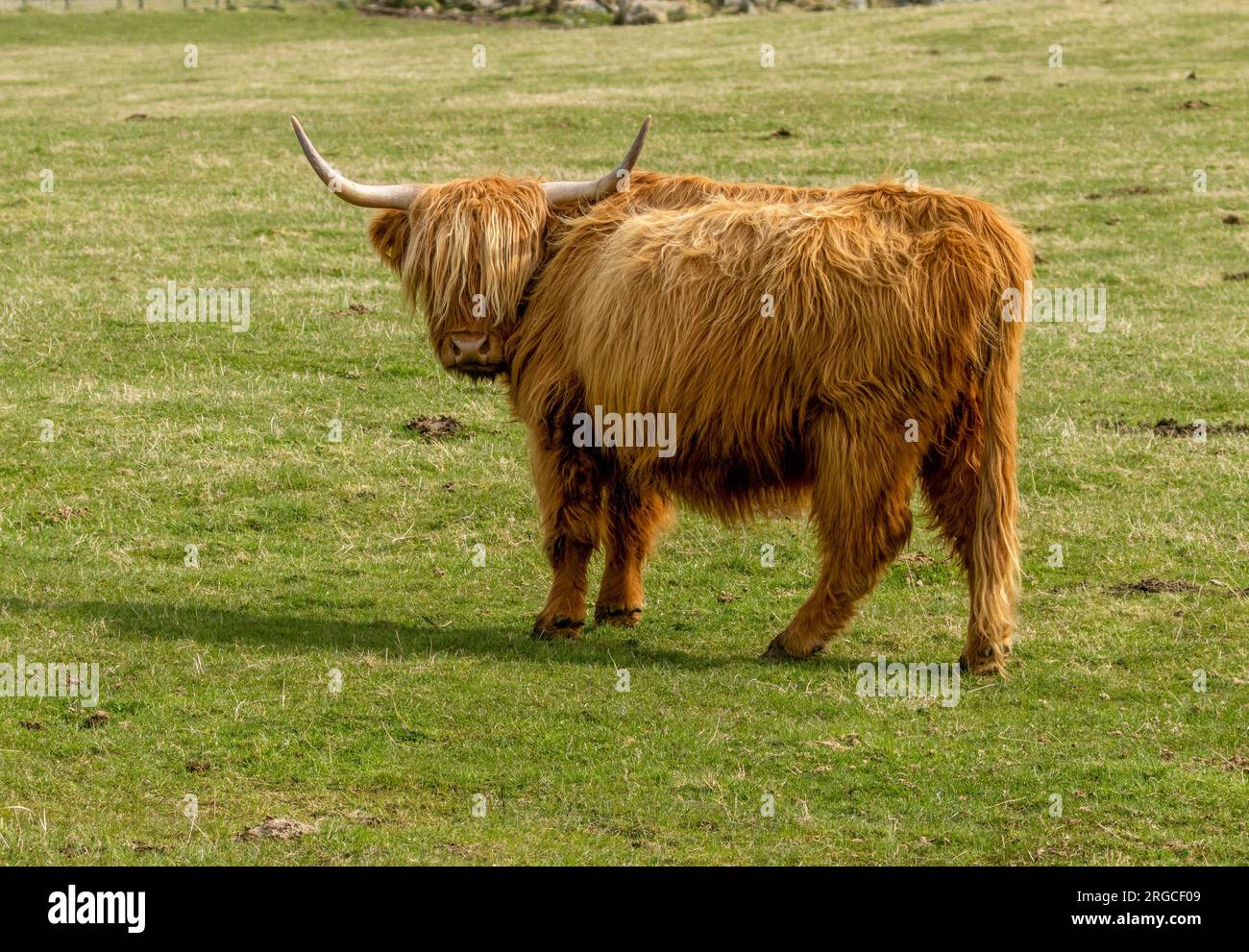 Cow highland hairy horns hi-res stock photography and images - Alamy