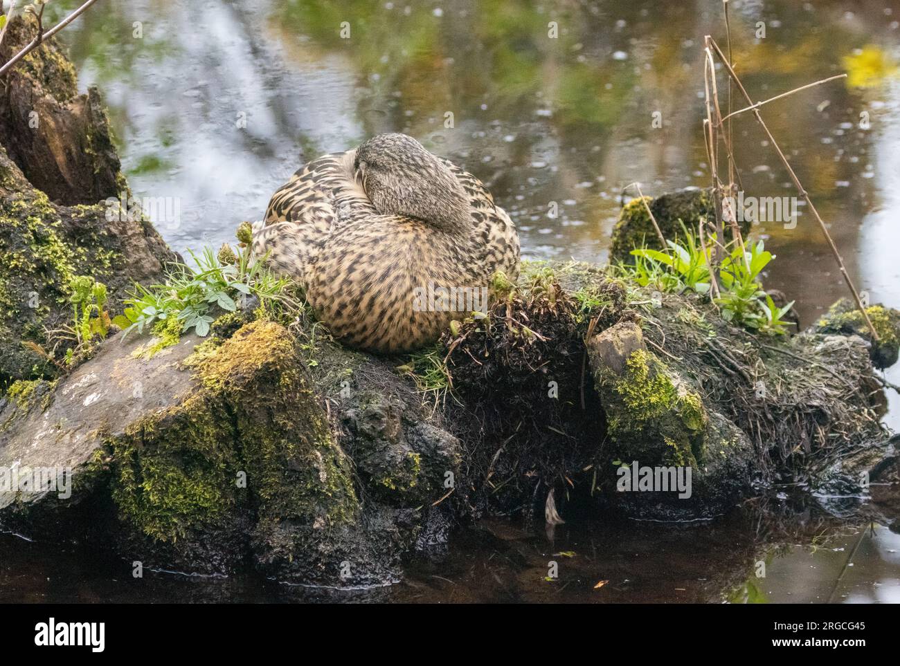 Female mallard duck sleeping with her beak below her wing on an old tree stump in a pond Stock ...