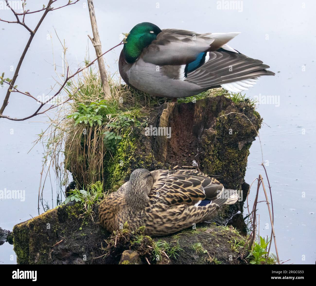 Pair of mallard ducks, a male and a female, snoozing on old tree stumps ...