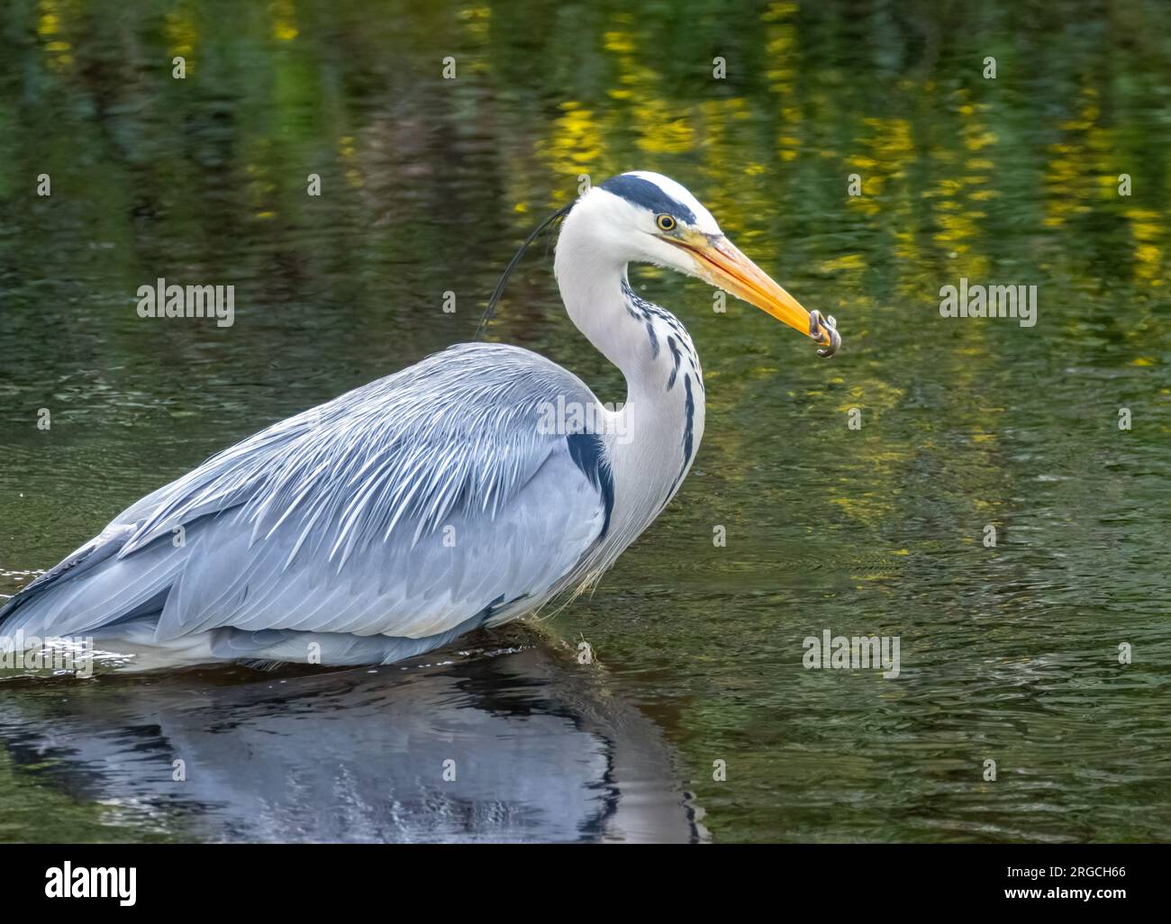 Large grey heron bird fishing in the river with natural green ...