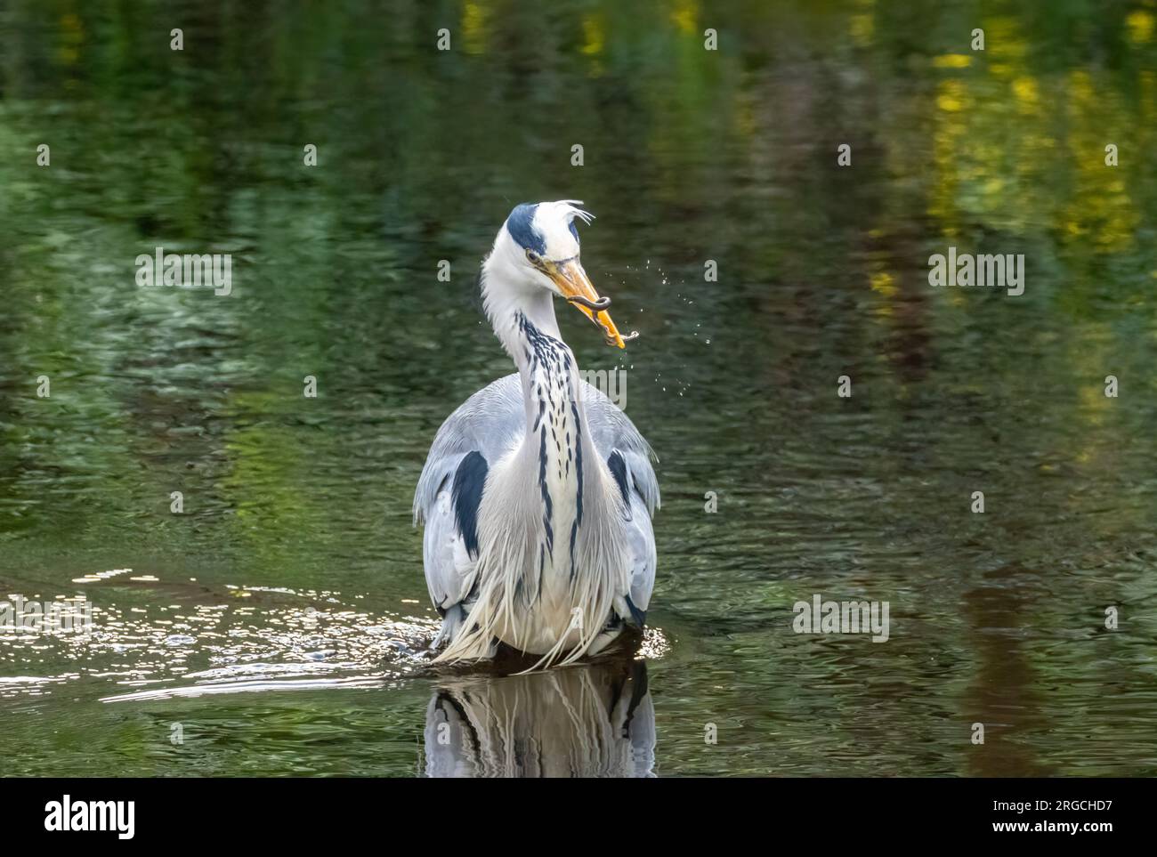 Large grey heron bird fishing in the river with natural green ...