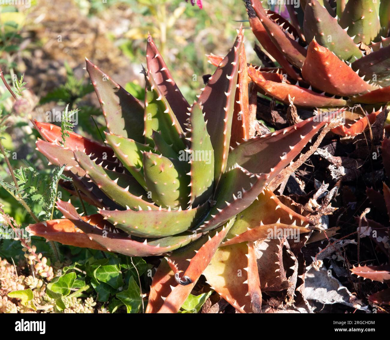 Mitre aloe hi-res stock photography and images - Alamy