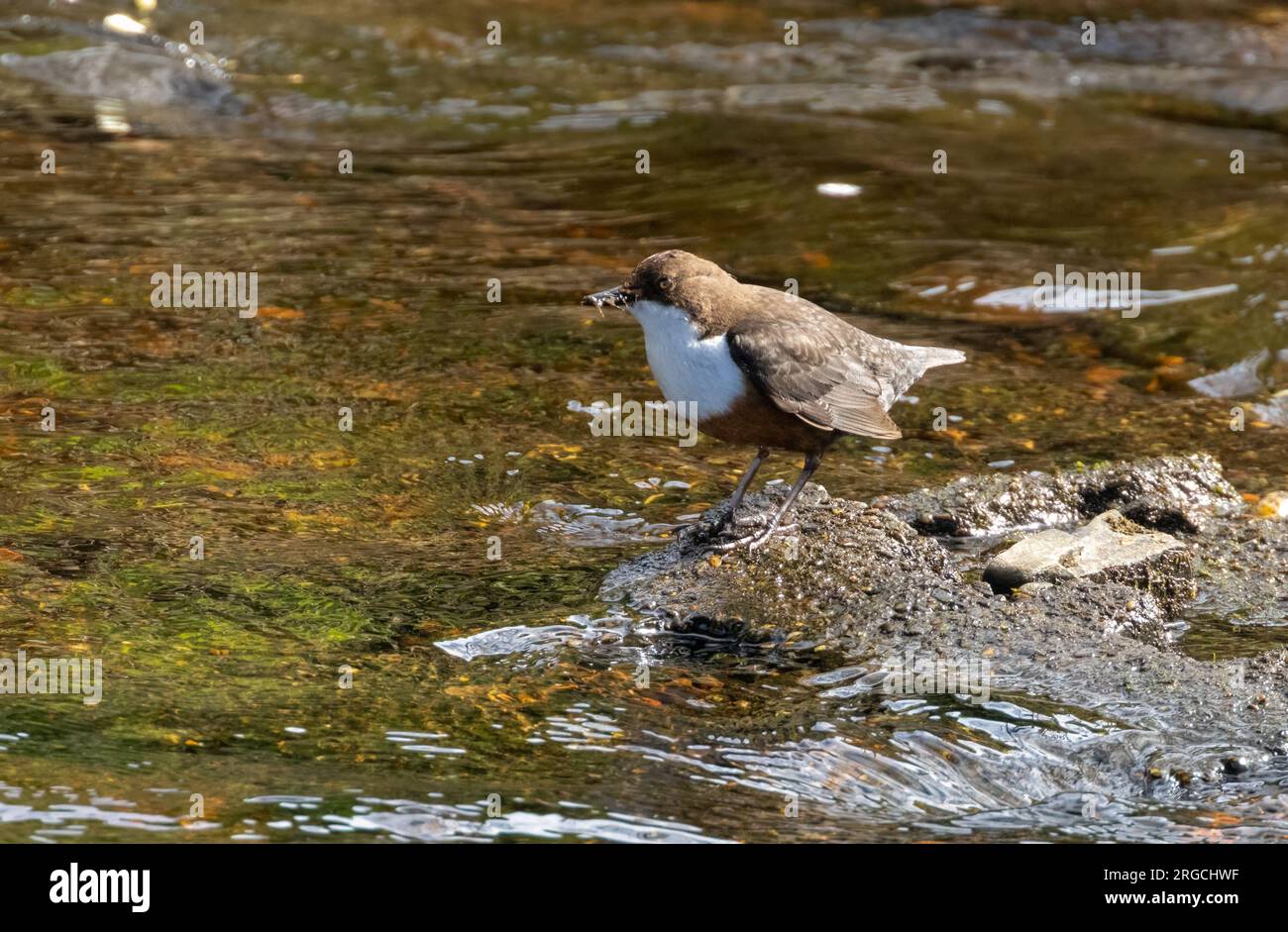 Dipper water bird gathering grubs from the flowing water in its beak in ...