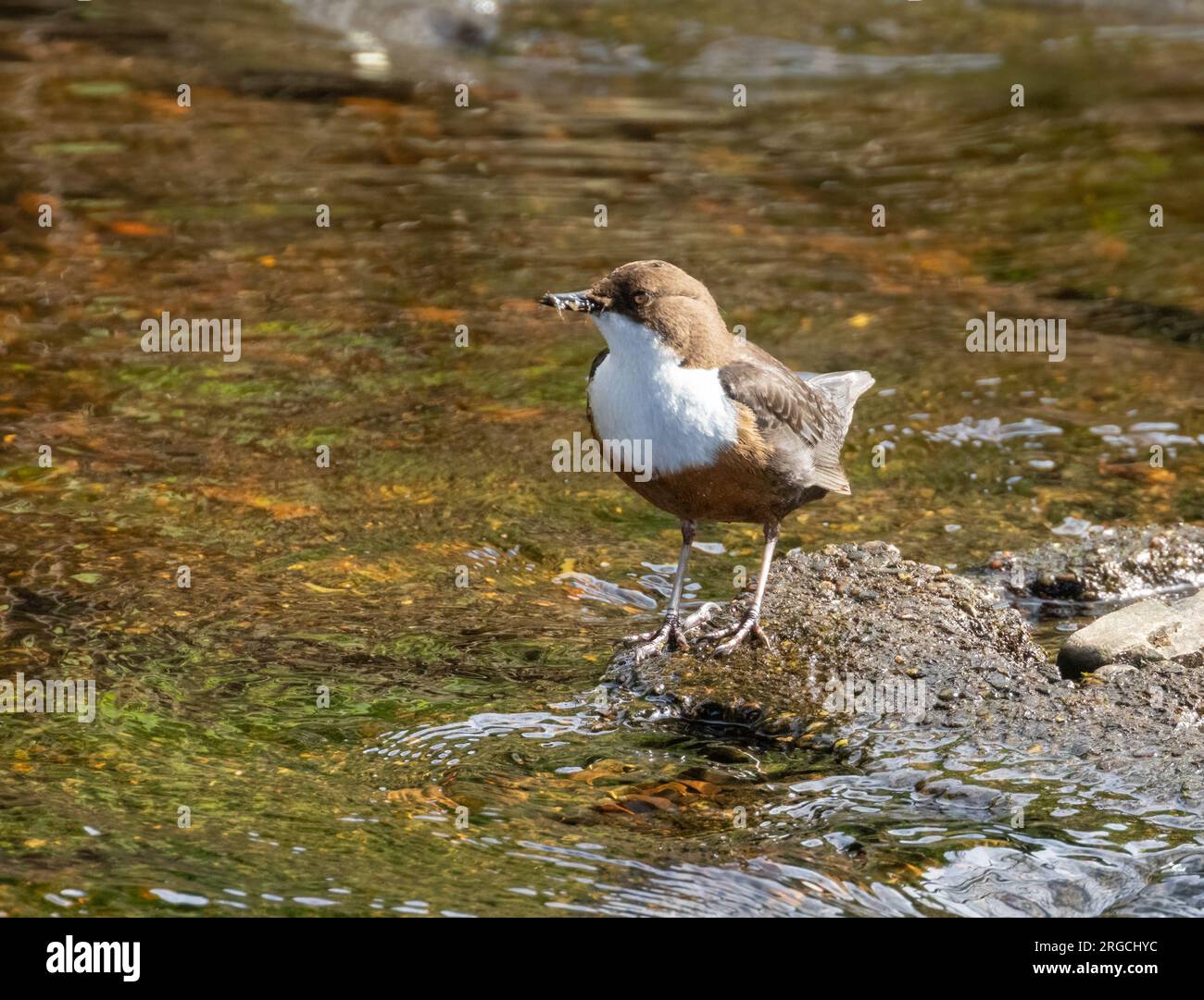 Dipper water bird gathering grubs from the flowing water in its beak in ...
