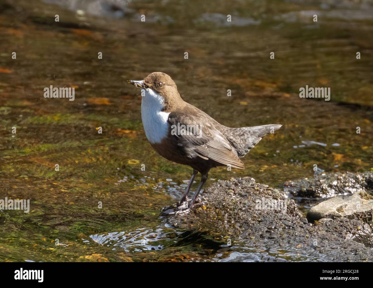 Dipper water bird gathering grubs from the flowing water in its beak in ...