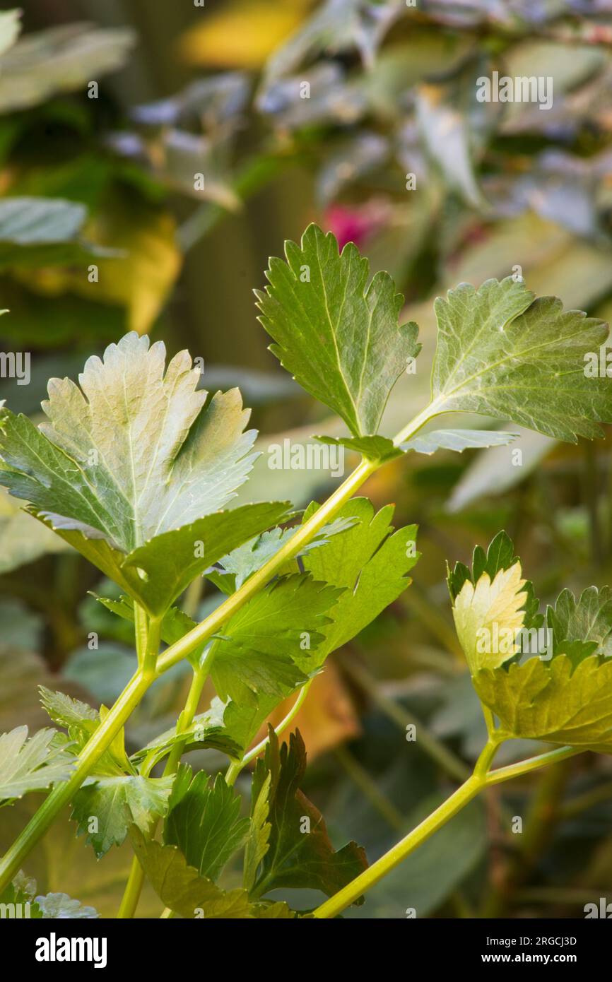 Celery plant leaves (Apium graveolens) in a herbal garden Stock Photo ...