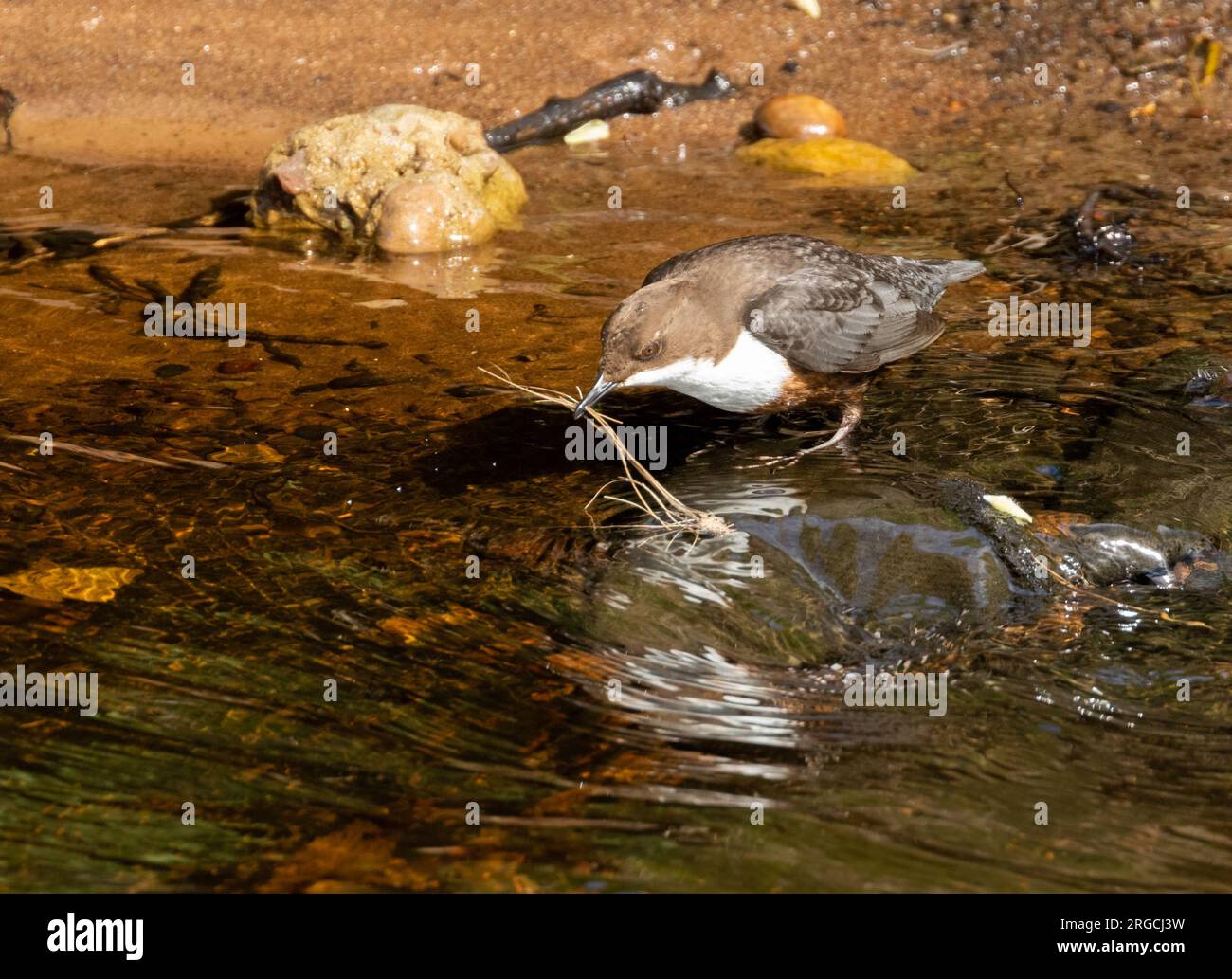 Dipper bird collecting nesting materials from the flowing water flowing ...