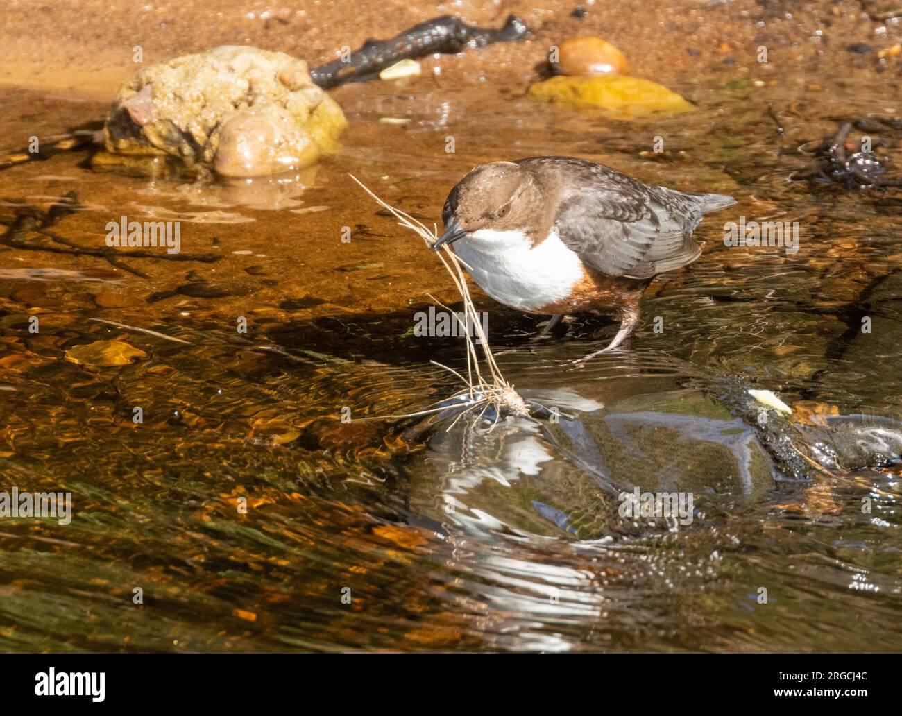 Dipper Bird Collecting Nesting Materials From The Flowing Water Flowing With Sticks And Leaves