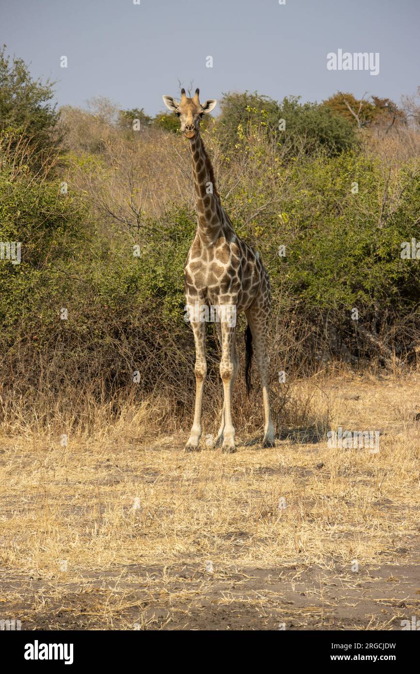 Giraffe In The Chobe Safari Park, Botswana Stock Photo - Alamy