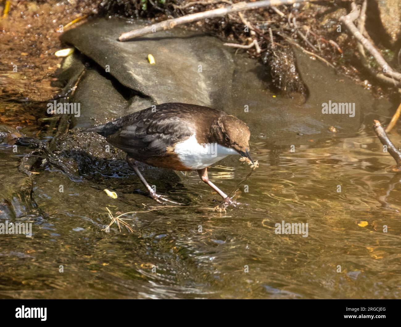 Bird with nesting materials hi-res stock photography and images - Alamy