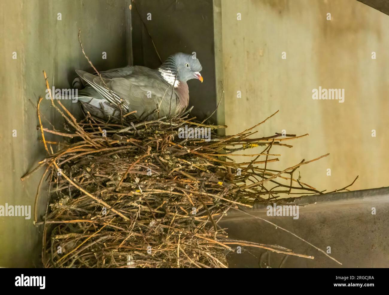 Pigeon sitting on a very high nest made up sticks below a bridge Stock ...
