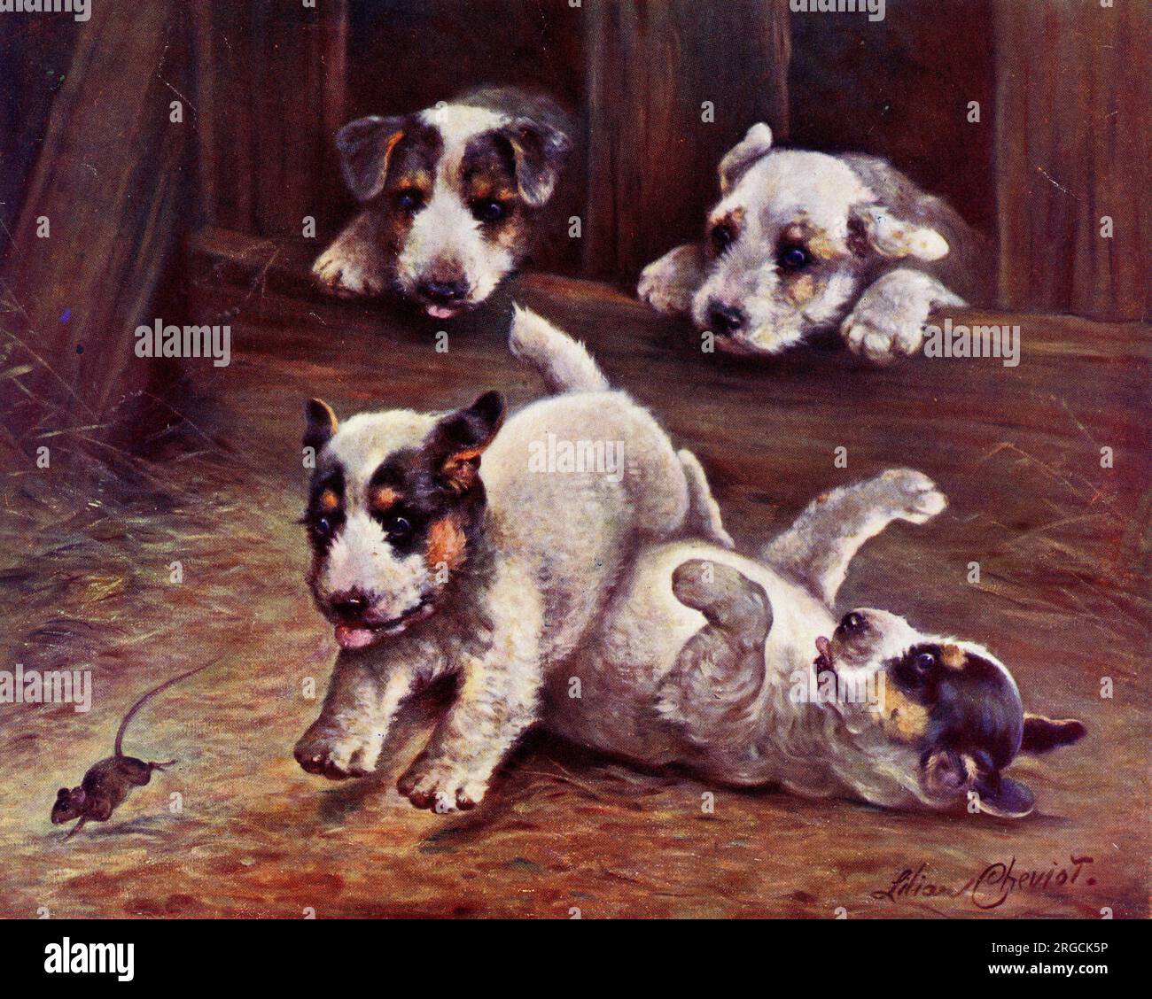 Terrier puppies chasing a mouse - He's Mine Stock Photo - Alamy