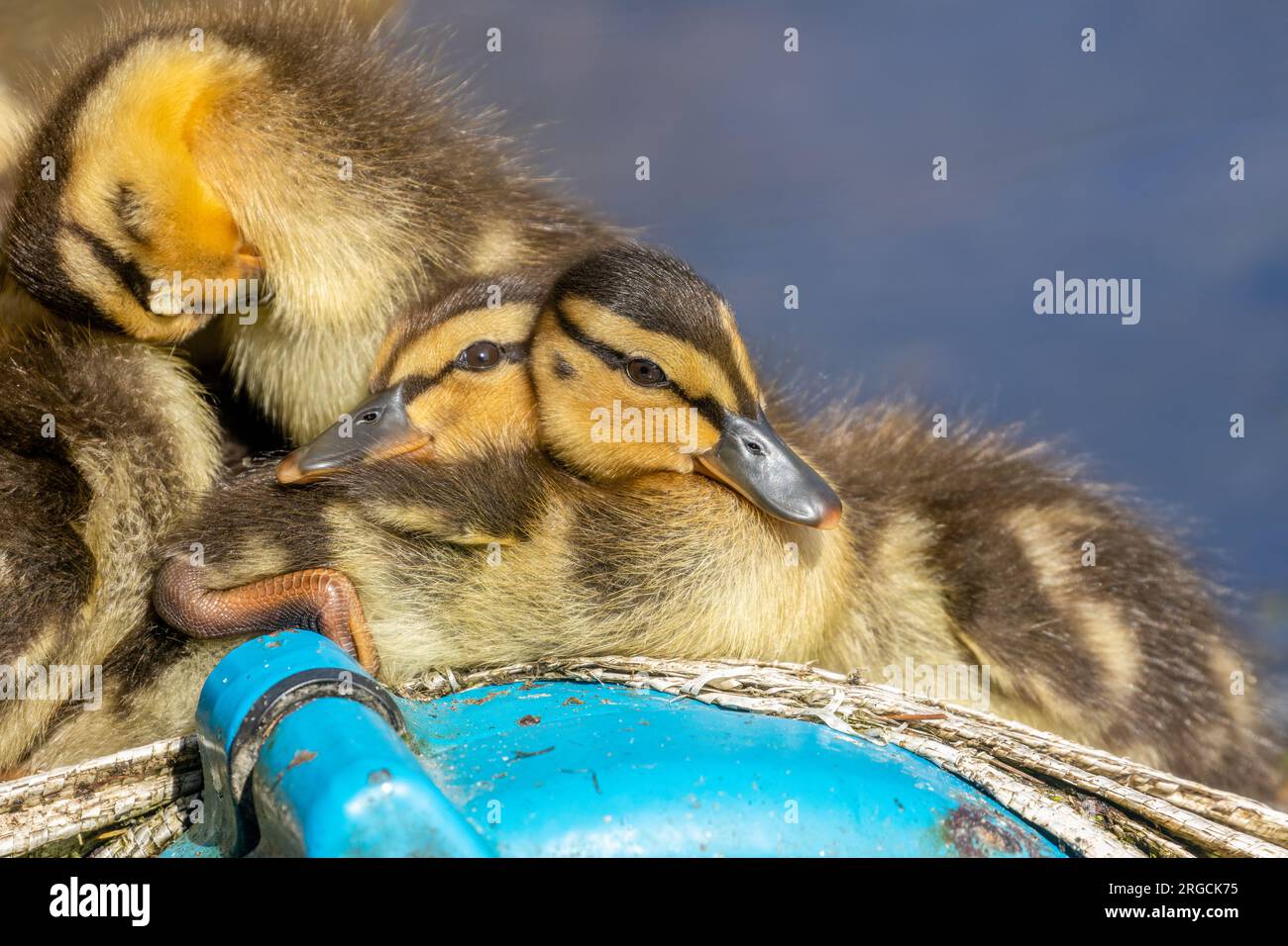 Baby duck in the sunshine hi-res stock photography and images - Alamy