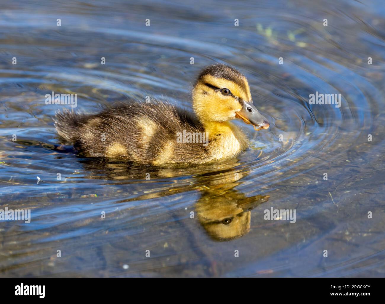 Cute little baby duckling swimming in the pond with beautiful natural ...