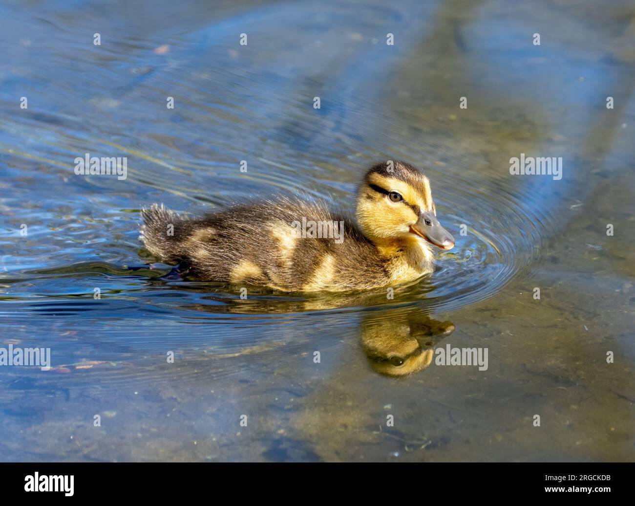 Cute little baby duckling swimming in the pond with beautiful natural water reflection Stock ...