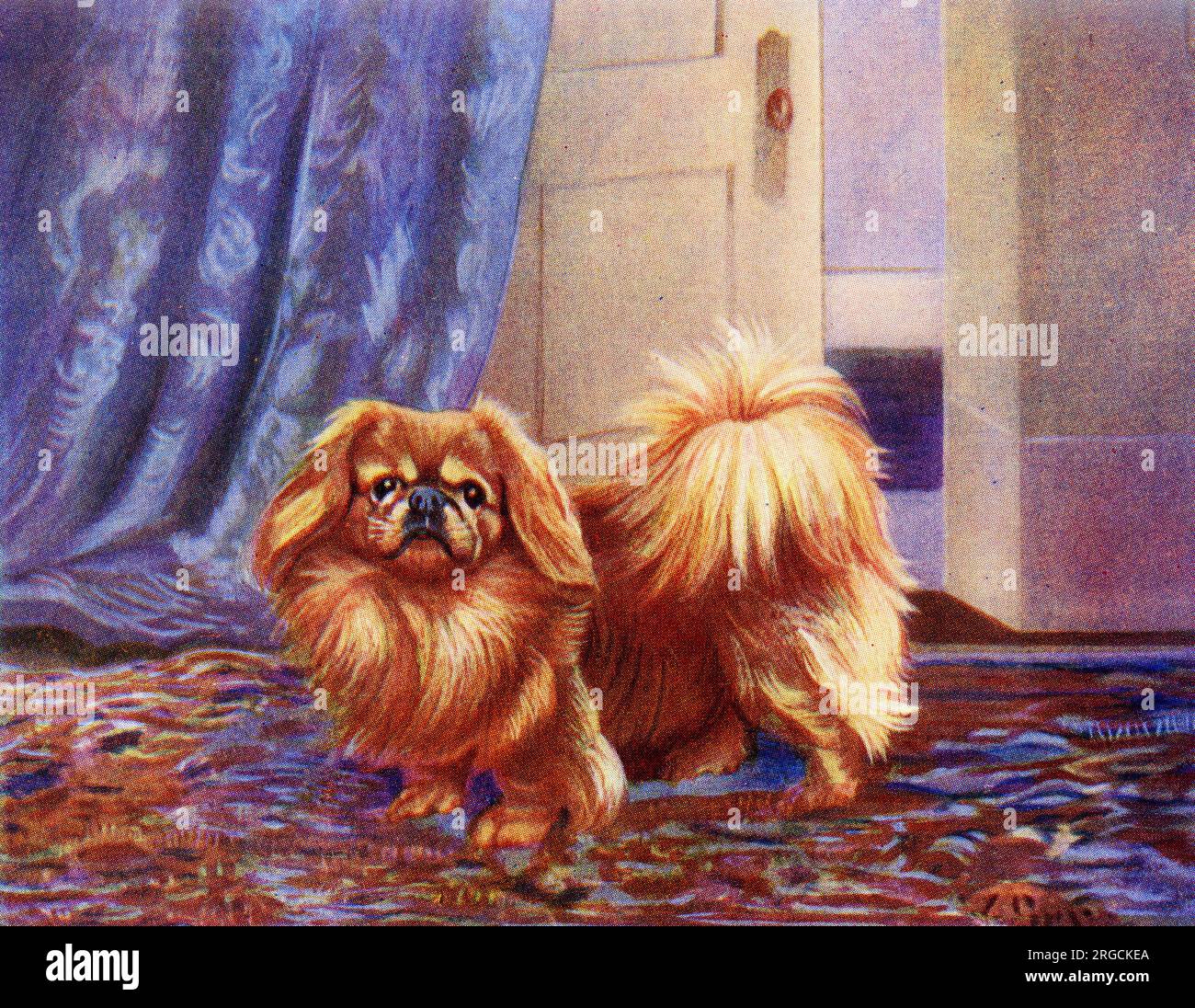Pekingese carpet hi-res stock photography and images - Alamy