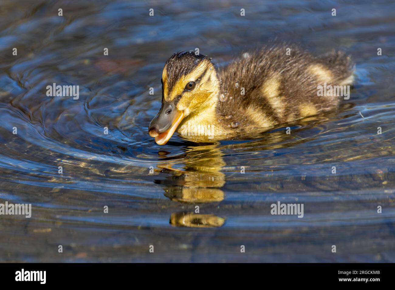 Cute little baby duckling swimming in the pond with beautiful natural ...
