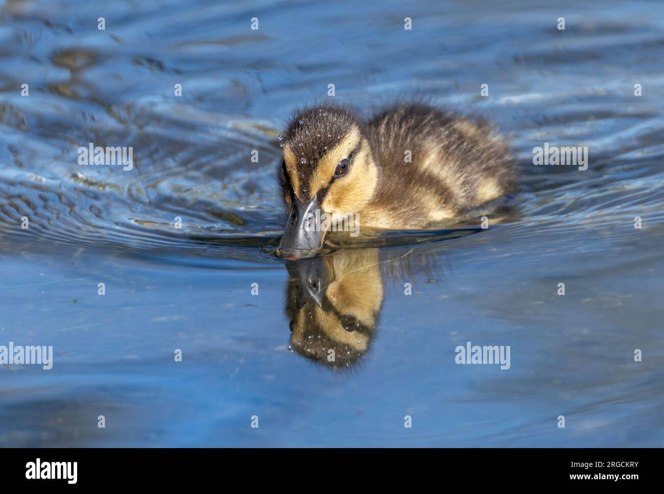 Cute little baby duckling swimming in the pond with beautiful natural water reflection Stock ...