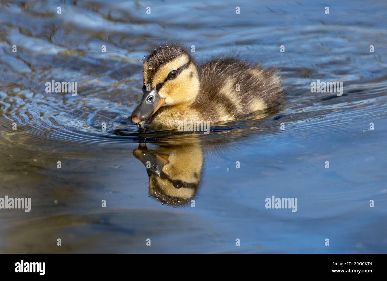 Cute little baby duckling swimming in the pond with beautiful natural ...