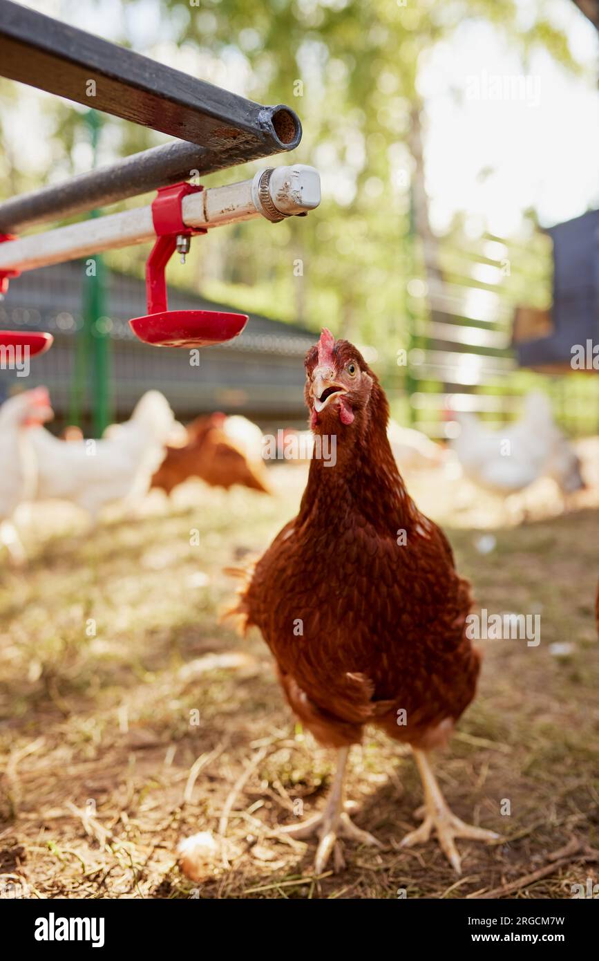 Bio chicken farm hi-res stock photography and images - Alamy