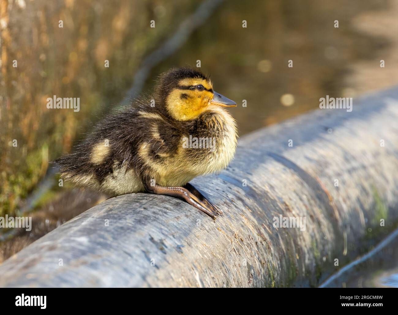 Adorable and fluffy little duckling in the park pond Stock Photo - Alamy