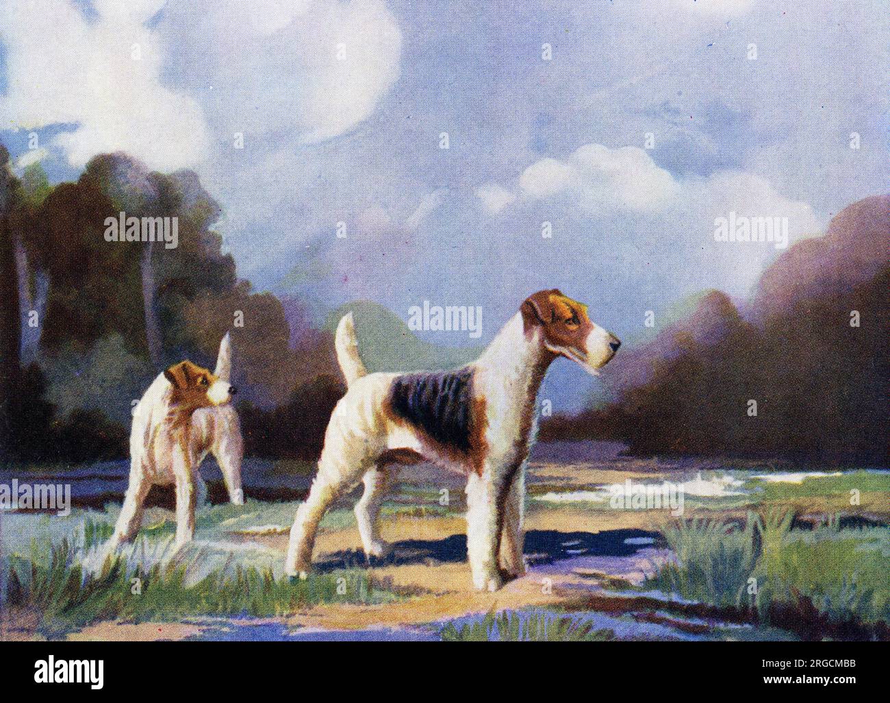 Wire terriers hi-res stock photography and images - Alamy