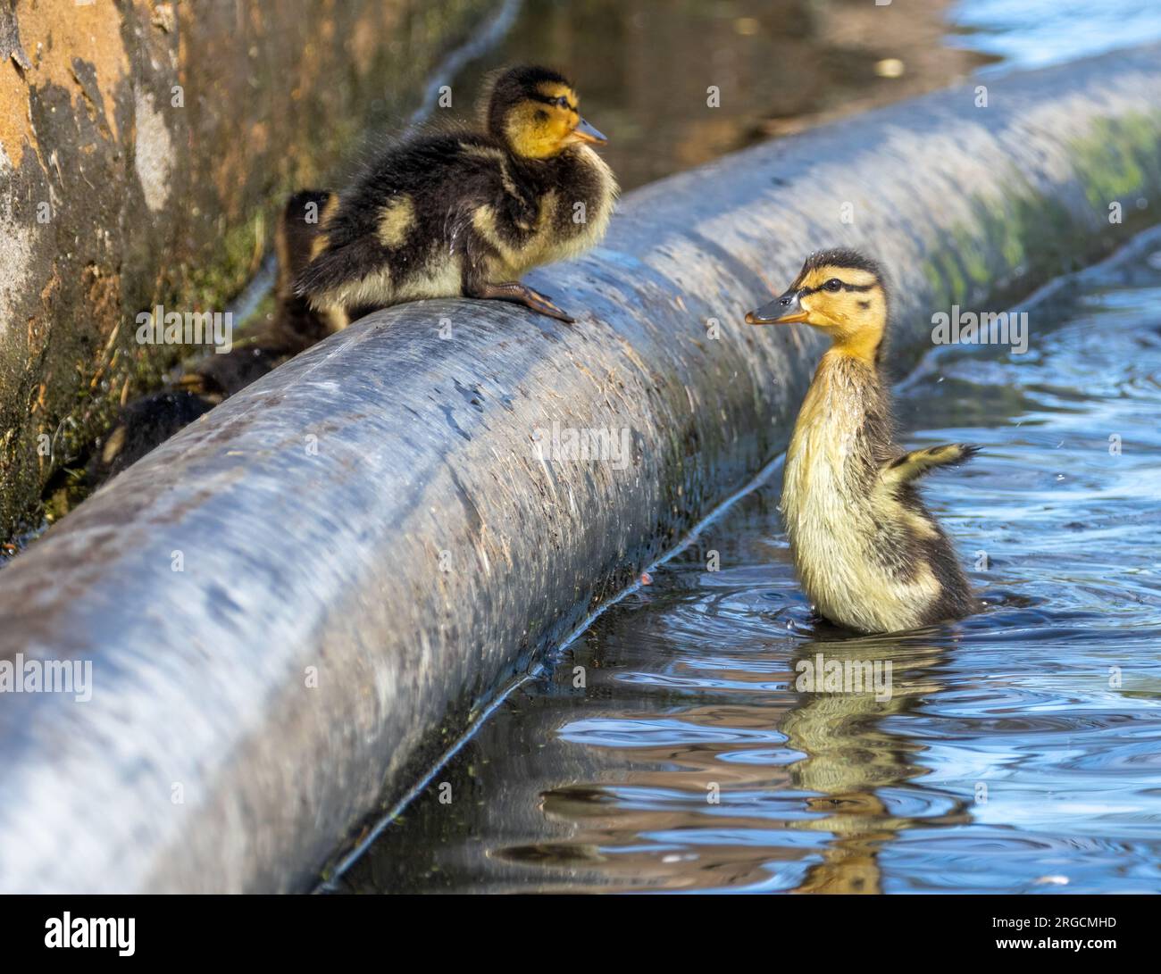 Adorable and fluffy little duckling in the park pond Stock Photo - Alamy