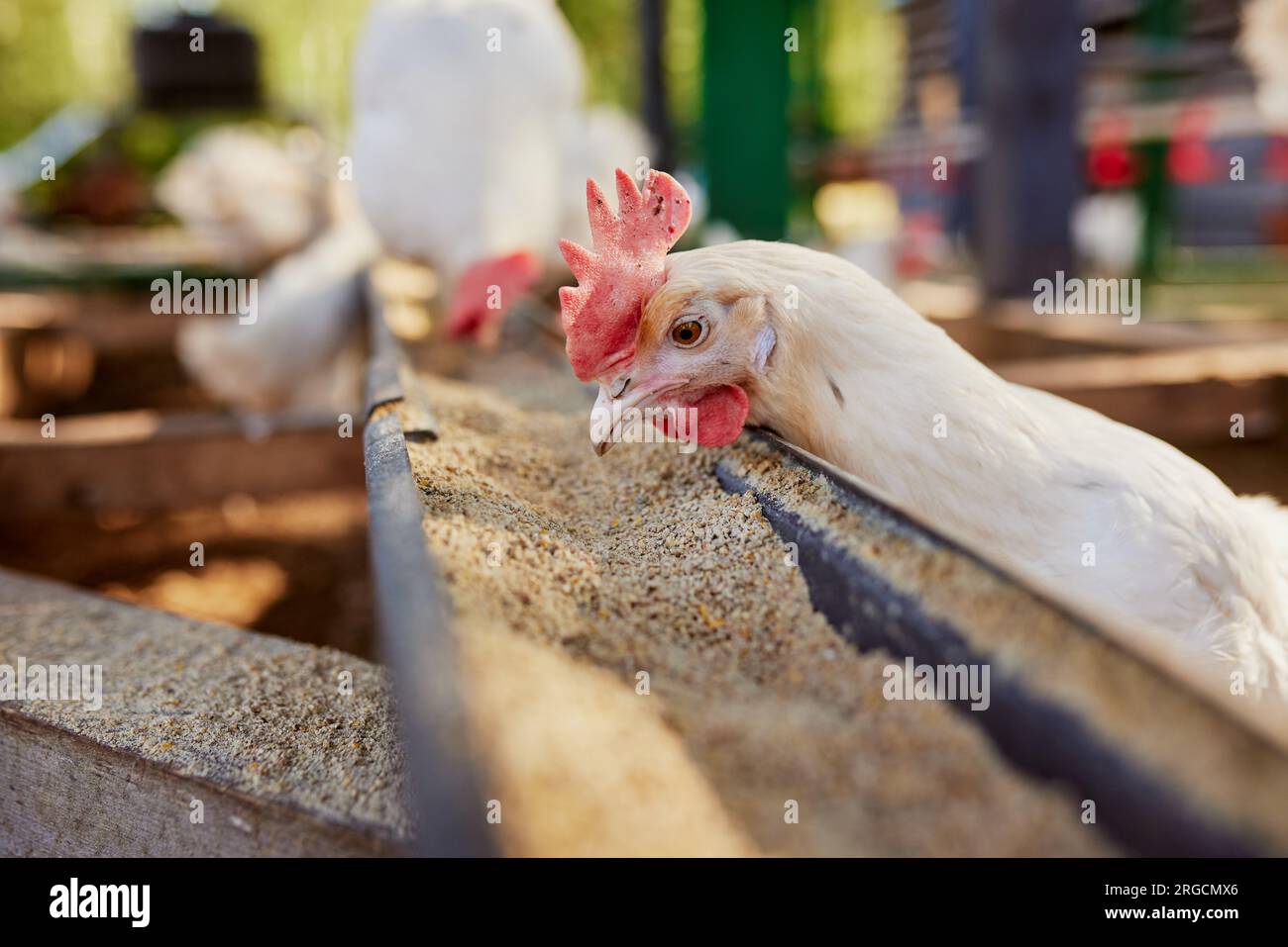 chicken eats feed and grain at eco chicken farm, free range chicken ...