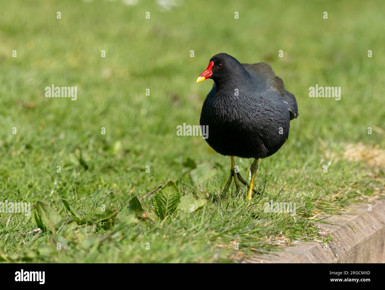 Moorhen waterfowl bird walking around the grass, pecking for food with ...