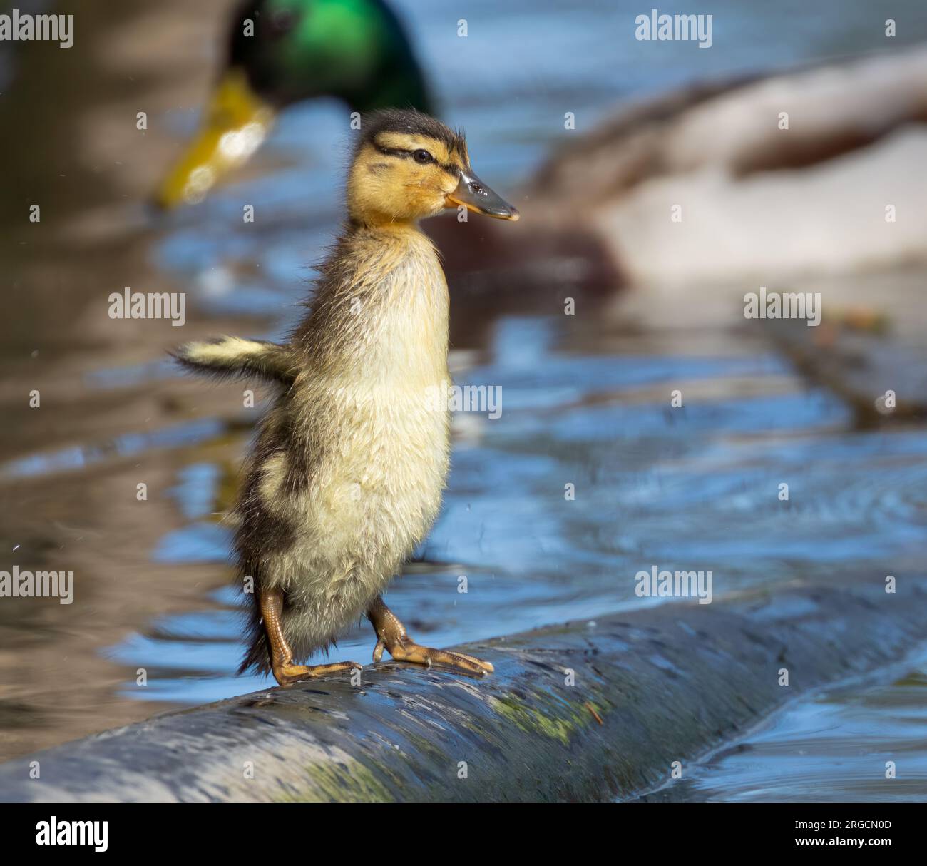 Adorable and fluffy little duckling in the park pond Stock Photo - Alamy