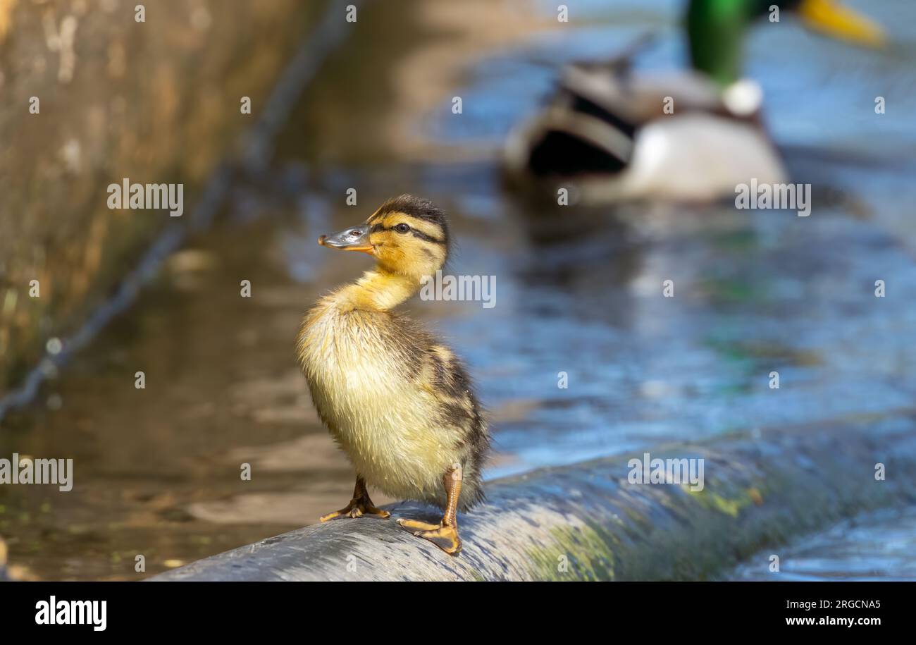 Adorable and fluffy little duckling in the park pond Stock Photo - Alamy