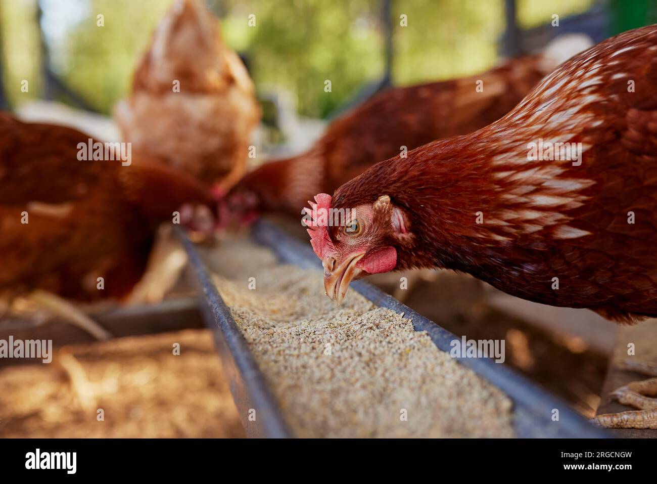 chicken eats feed and grain at eco chicken farm, free range chicken ...