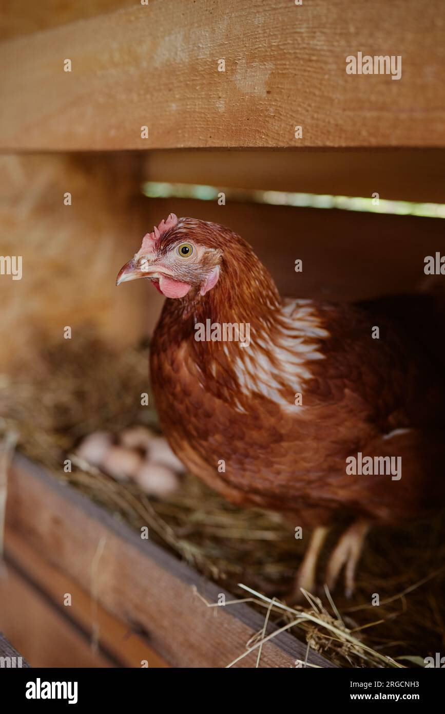 hens are sitting in the henhouse at the eco poultry farm, free-range ...