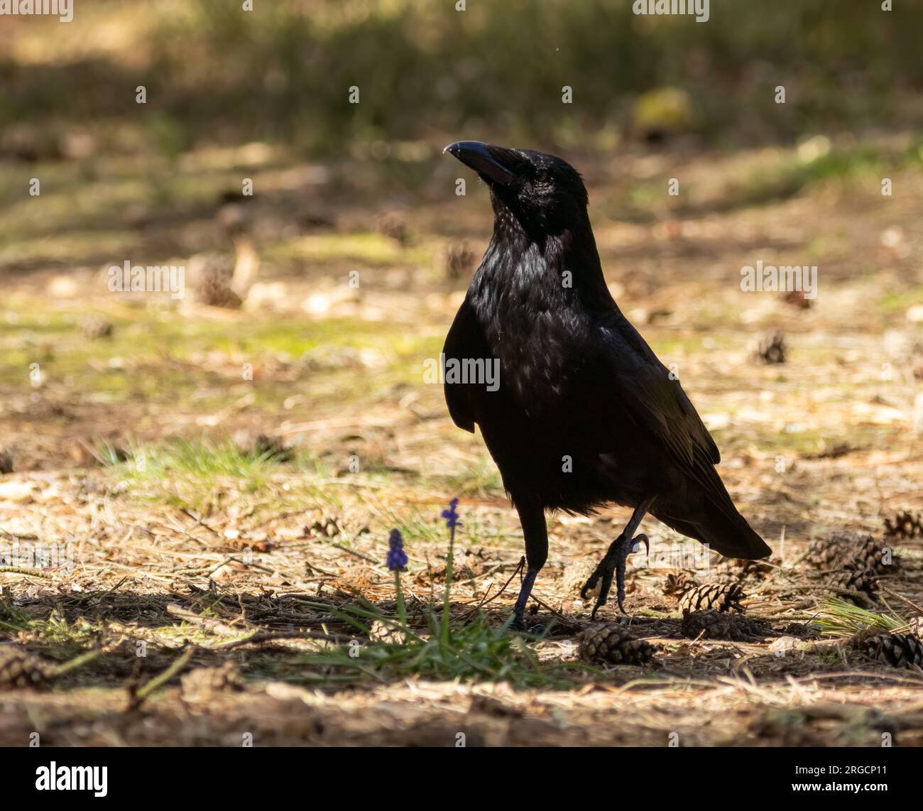 Black large carrion crow corvid bird wandering around the forest floor ...