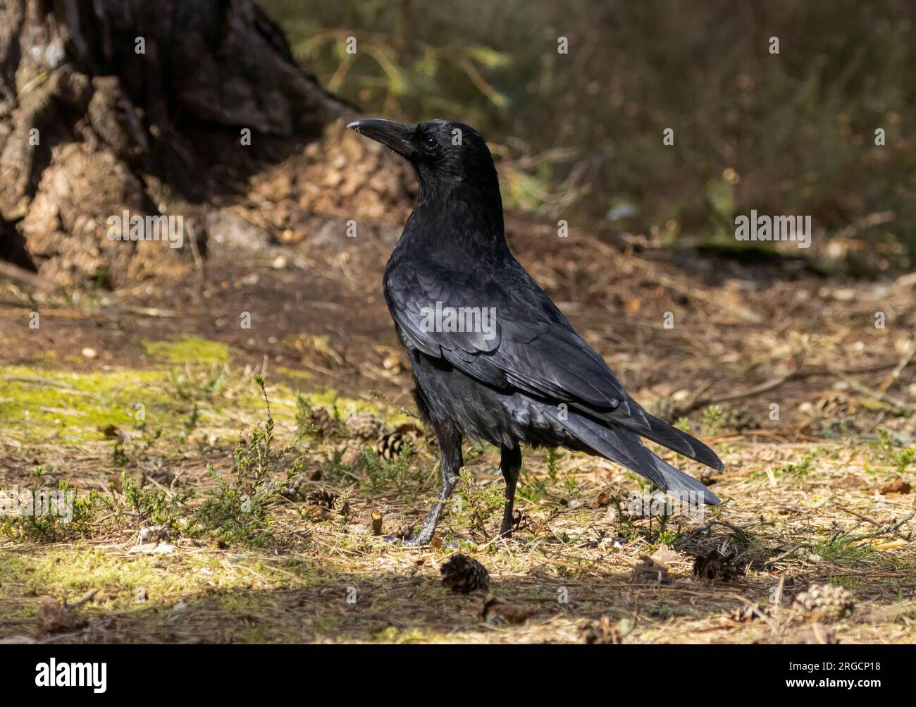 Shiny black bird hi-res stock photography and images - Alamy