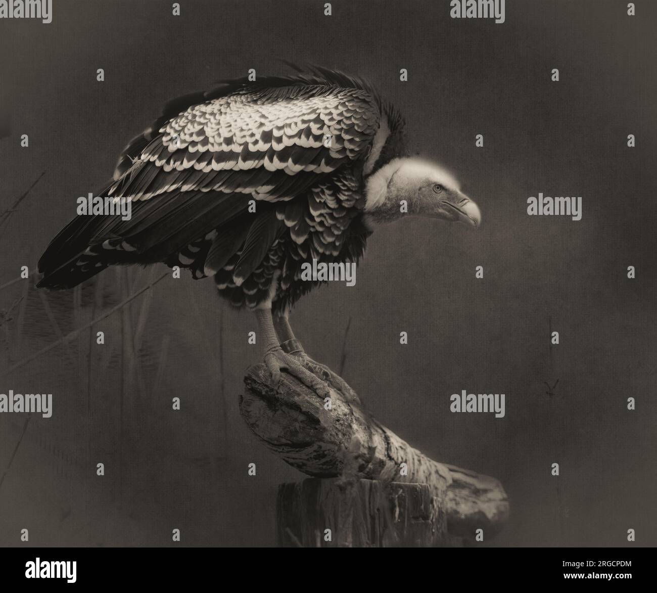 Black and white condor hi-res stock photography and images - Alamy