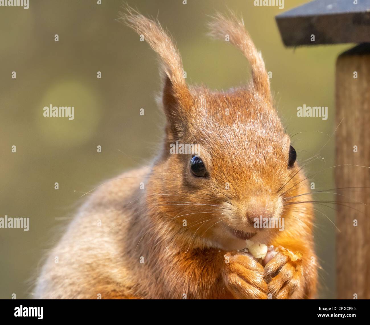 Cute and adorable little scottish red squirrel eating a nut in the ...